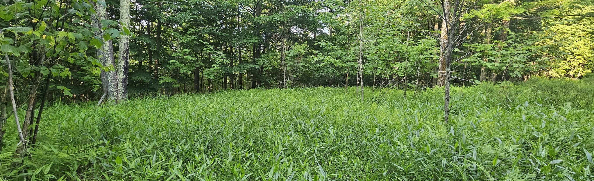 Fairfax Stone Trail, West Virginia - 2 Reviews, Map | AllTrails