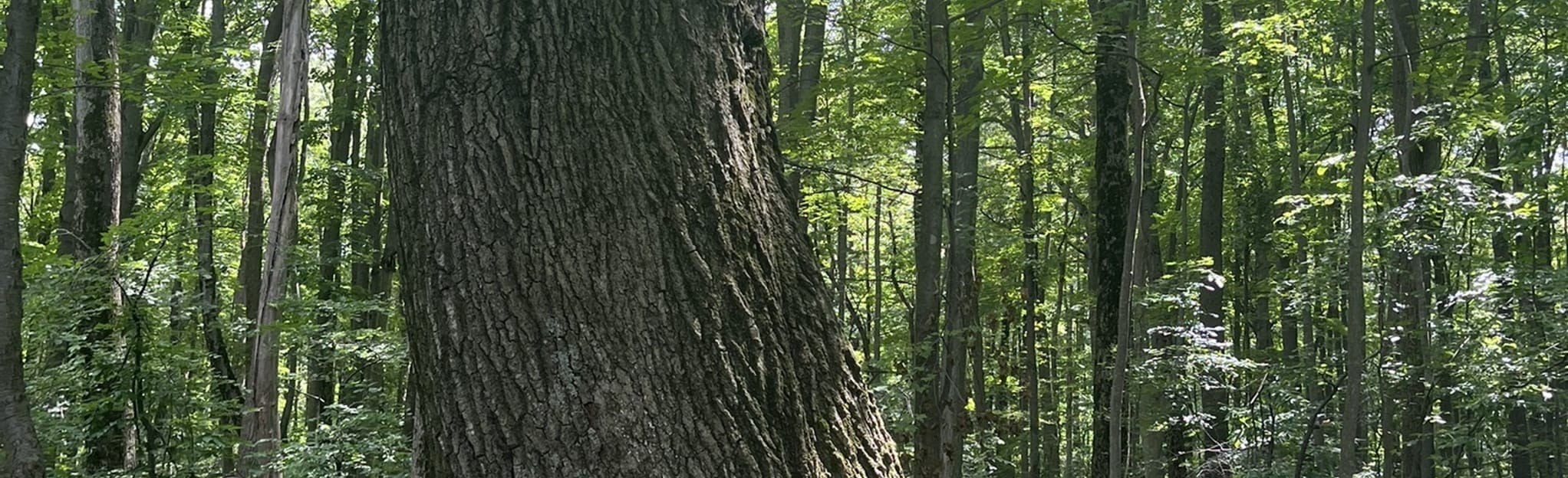 Munson Park Mountain Bike Trail, Michigan - 46 Reviews, Map | AllTrails
