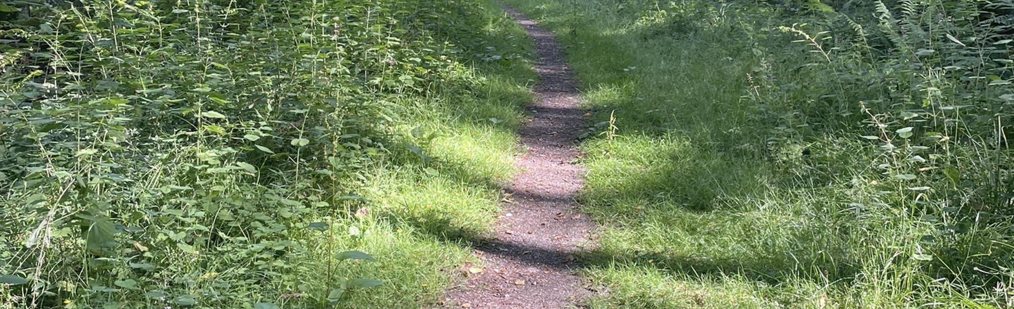 North, Wetland, Big Loop and Big Tree Loop: 264 foto - Washington ...