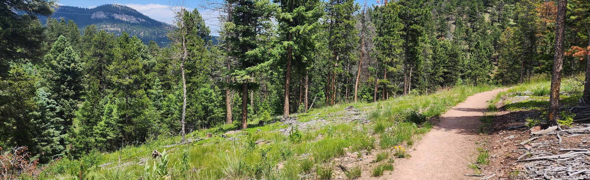 Goshawk and Screech Owl Loop: 86 Reviews, Map - Colorado | AllTrails
