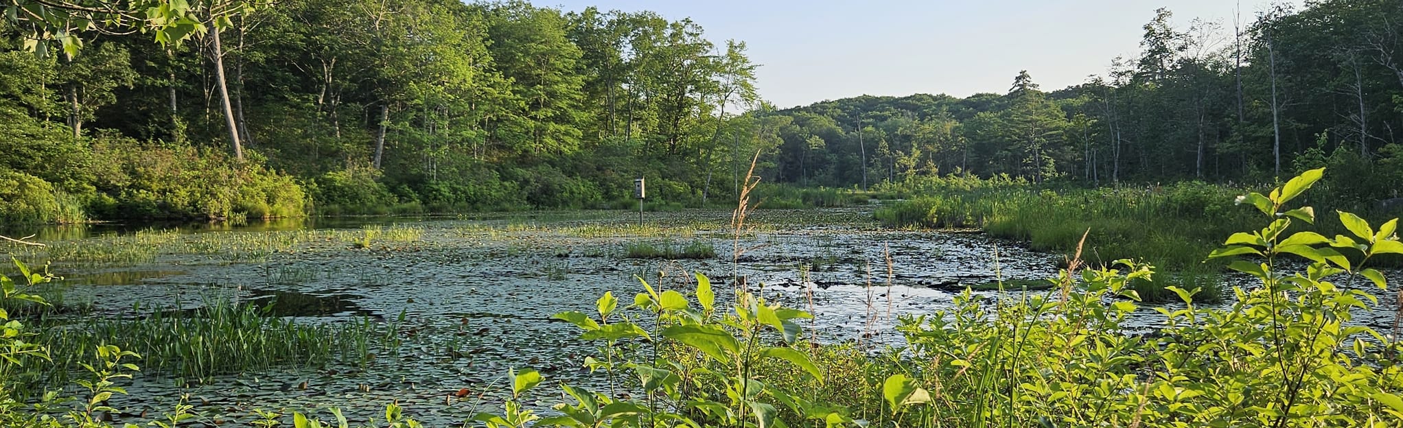 Sessions Woods Beaver Pond Trail, Connecticut - 1,561 Reviews, Map ...