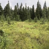 Cadomin Trail, Alberta, Canada - 7 Reviews, Map | AllTrails
