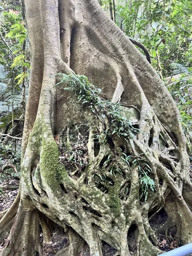 Best Hikes and Trails in Katandra Reserve | AllTrails