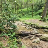 Koomer Ridge Trail, Kentucky - 602 Reviews, Map | AllTrails