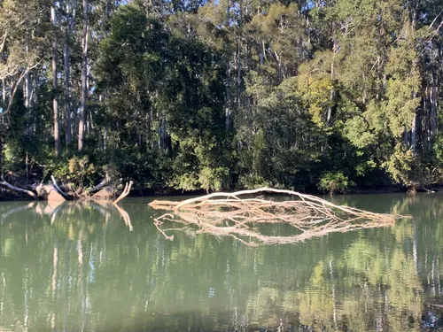 Best Hikes and Trails in Bongil Bongil National Park | AllTrails