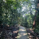 Bukit Nanas Forest Reserve Trail, Kuala Lumpur, Malaysia - 32 Reviews ...