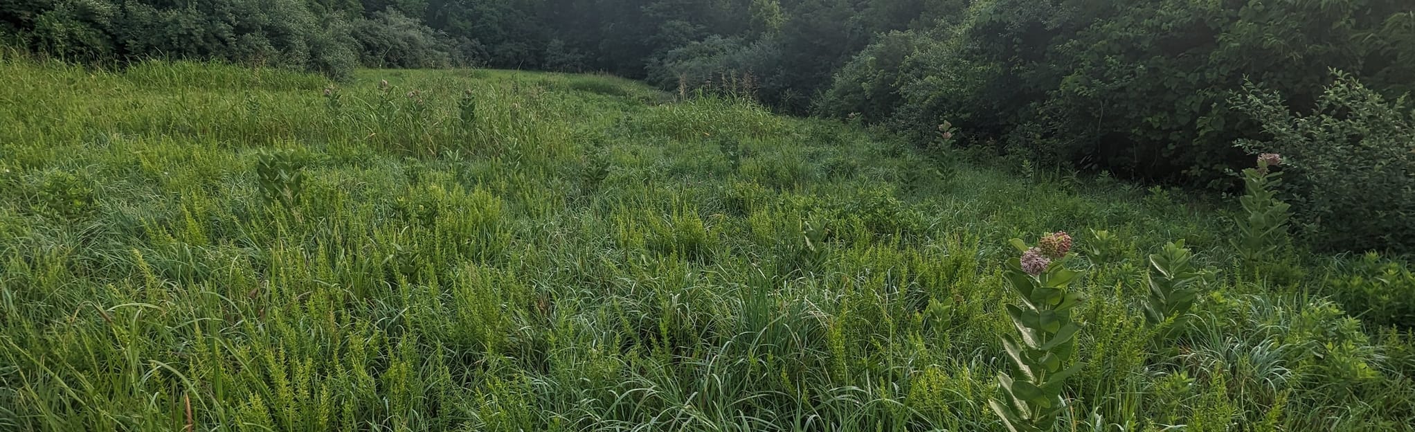 Will's & Dave's Maze, Missouri - 202 Reviews, Map | AllTrails