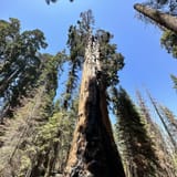 Muir Grove Trail, California - 344 Reviews, Map | AllTrails