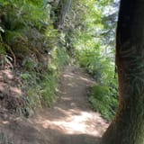 Natural Bridges Viewpoint Trail, Oregon - 551 Reviews, Map | AllTrails