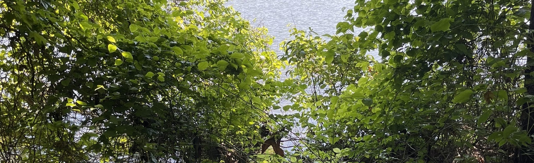 Kenlake Chickasaw Loop, Kentucky - 20 Reviews, Map | AllTrails