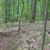 Magnolia Trail, Pennsylvania - 20 Reviews, Map | AllTrails