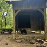 Springer Mountain, Georgia - 623 Reviews, Map | AllTrails