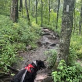 Springer Mountain, Georgia - 622 Reviews, Map | AllTrails