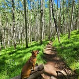 Inner Basin Trail, Arizona - 818 Reviews, Map | AllTrails
