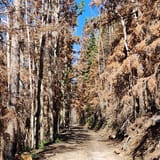 Inner Basin Trail, Arizona - 818 Reviews, Map | AllTrails