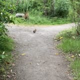 Lake Fenwick, Washington - 666 Reviews, Map | AllTrails