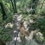 Deer Run Trail, Missouri - 767 Reviews, Map | AllTrails