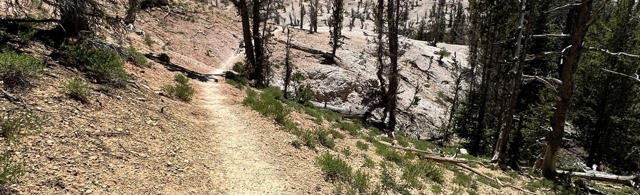 Twisted Forest, Utah - 126 Reviews, Map | AllTrails