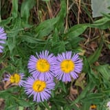 Tronsen Ridge Trail, Washington - 123 Reviews, Map | AllTrails