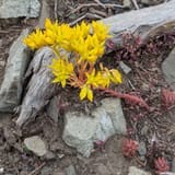 Tronsen Ridge Trail, Washington - 123 Reviews, Map | AllTrails