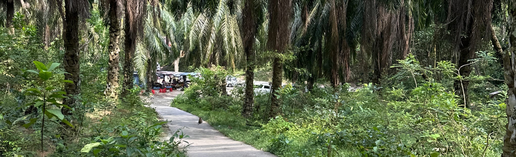 Tokun Lower Loop: 61 foto's - Penang, Maleisië | Wandelen - AllTrails