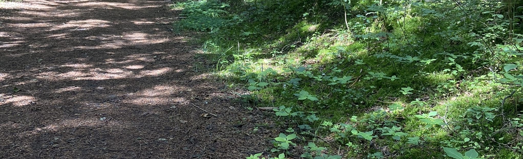 Elljusspår 5km (Norra Sandskogen) - Skåne, Schweden | AllTrails