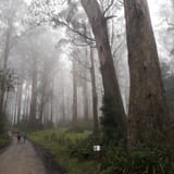 Tanglefoot Short Loop, Victoria, Australia - 304 Reviews, Map | AllTrails