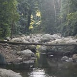 Tanglefoot Short Loop, Victoria, Australia - 304 Reviews, Map | AllTrails