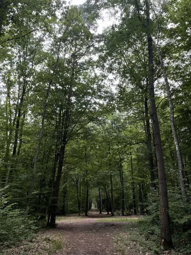 Best Forest Trails in Chojnów Landscape Park | AllTrails