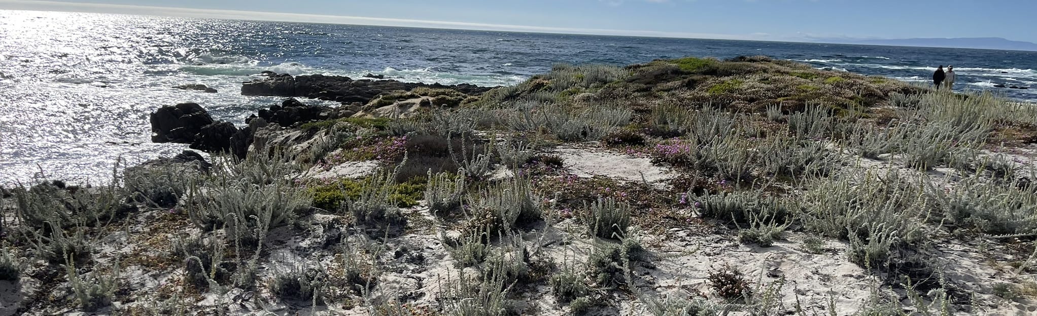 Asilomar State Beach and Coast Trail: 626 foto's - Californië | AllTrails