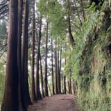 Furnas Lagoon Trail, Azores, Portugal - 229 Reviews, Map | AllTrails