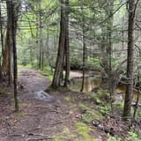 Little Harbor Brook Trail, Maine - 166 Reviews, Map | AllTrails
