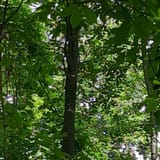 Dickey Ridge Trail, Virginia - 356 Reviews, Map | AllTrails