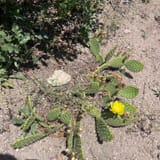 Memmen Ridge Open Space Trail, Colorado - 266 Reviews, Map | AllTrails