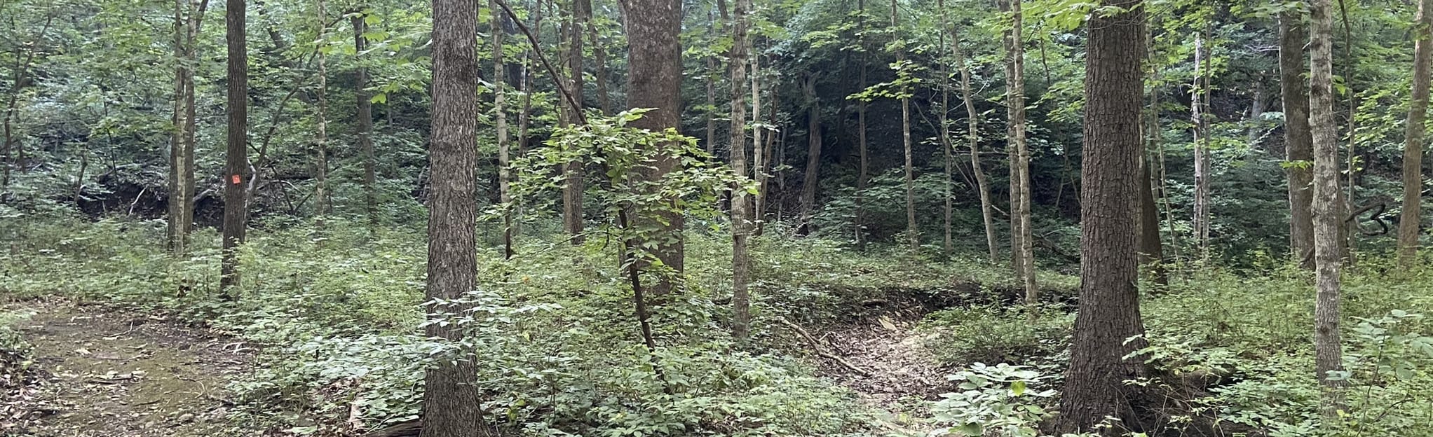 Redbud Trail: 41 Reviews, Map - Missouri | AllTrails