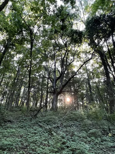 Best Hikes and Trails in Marcella Vivrette Smith Park | AllTrails