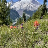 Silver Forest Trail, Washington - 382 Reviews, Map | AllTrails