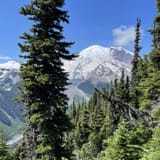 Silver Forest Trail, Washington - 382 Reviews, Map | AllTrails