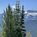 Silver Forest Trail, Washington - 382 Reviews, Map | AllTrails
