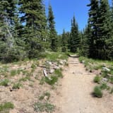 Silver Forest Trail, Washington - 382 Reviews, Map | AllTrails