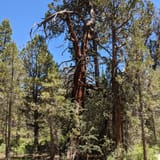 Alpine Pedal Path Trail, California - 884 Reviews, Map | AllTrails