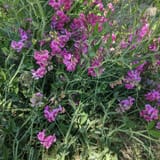 Alpine Pedal Path Trail, California - 884 Reviews, Map | AllTrails