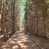 Longwoods Road Conservation Area, Ontario, Canada - 311 Reviews, Map ...