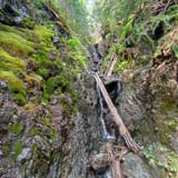 Starrigavan Ridge Trail, Alaska - 39 Reviews, Map | AllTrails