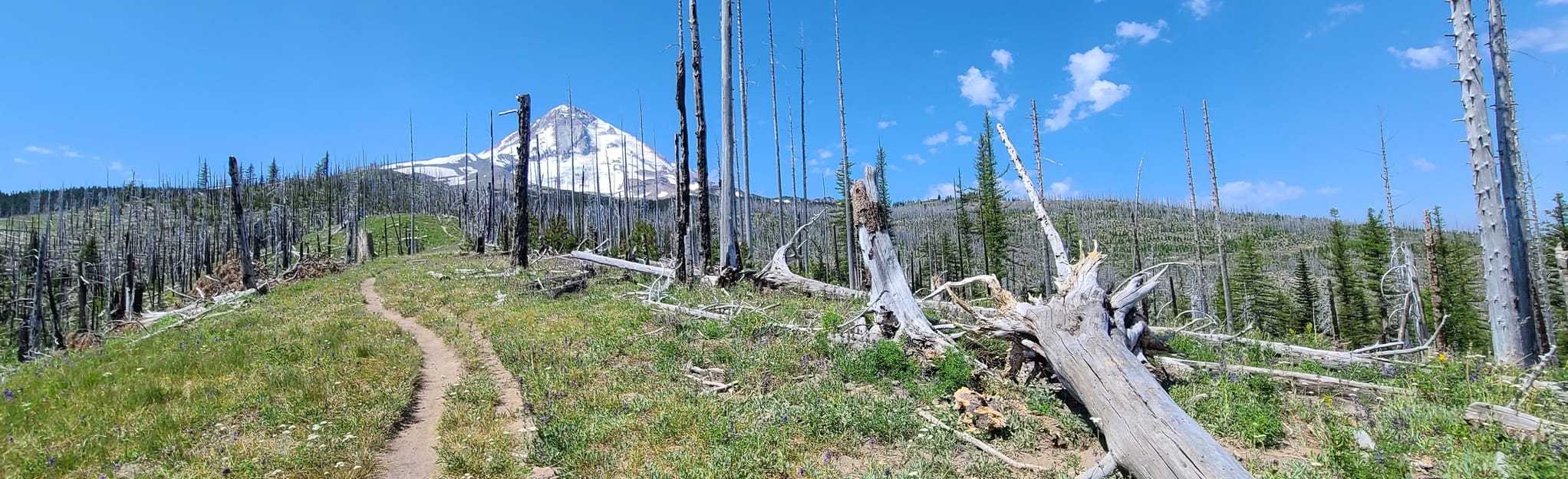 Cooper Spur Trail via Tilly Jane Trail, Oregon - 347 Reviews, Map ...