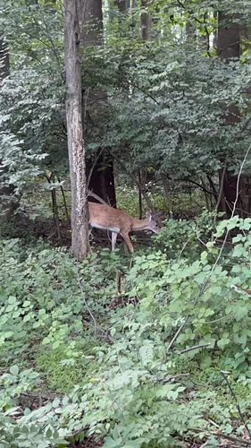 Best Hikes and Trails in Nottoway Park | AllTrails