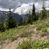 Silver Forest Trail, Washington - 392 Reviews, Map | AllTrails