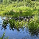North Country Trail and Fife Lake Loop, Michigan - 384 Reviews, Map ...