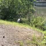 Innsbrook Lakes Trails, Virginia - 252 Reviews, Map | AllTrails