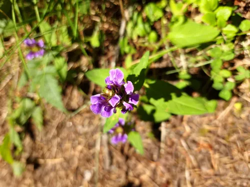 2023 Best Trail Running Trails in Miller Peninsula State Park | AllTrails